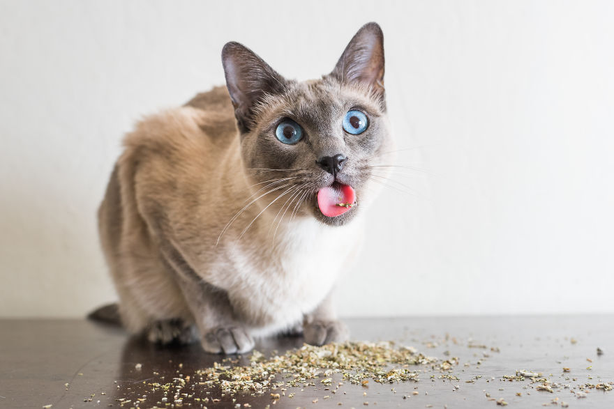 If Catnip Is To Cats As Marijuana Is To Humans, Why’s It Legal? – Pain ...