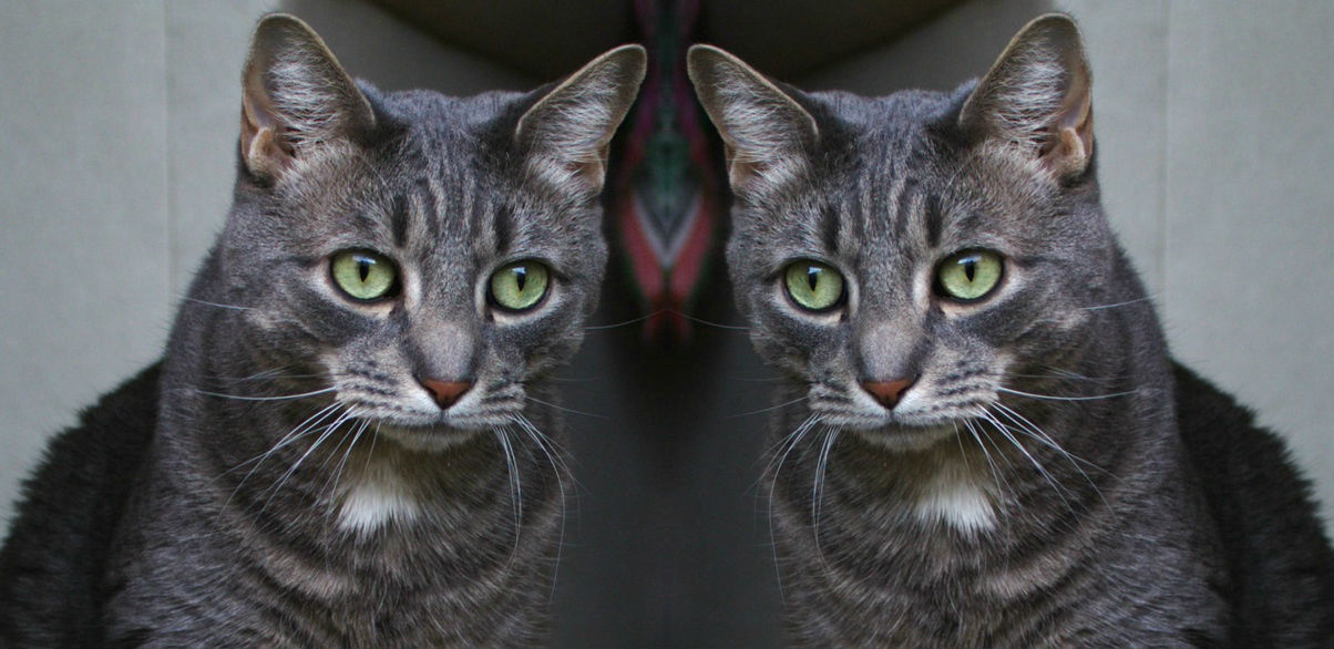 Does Your Cat Like To Teleport? – Pain In The Bud