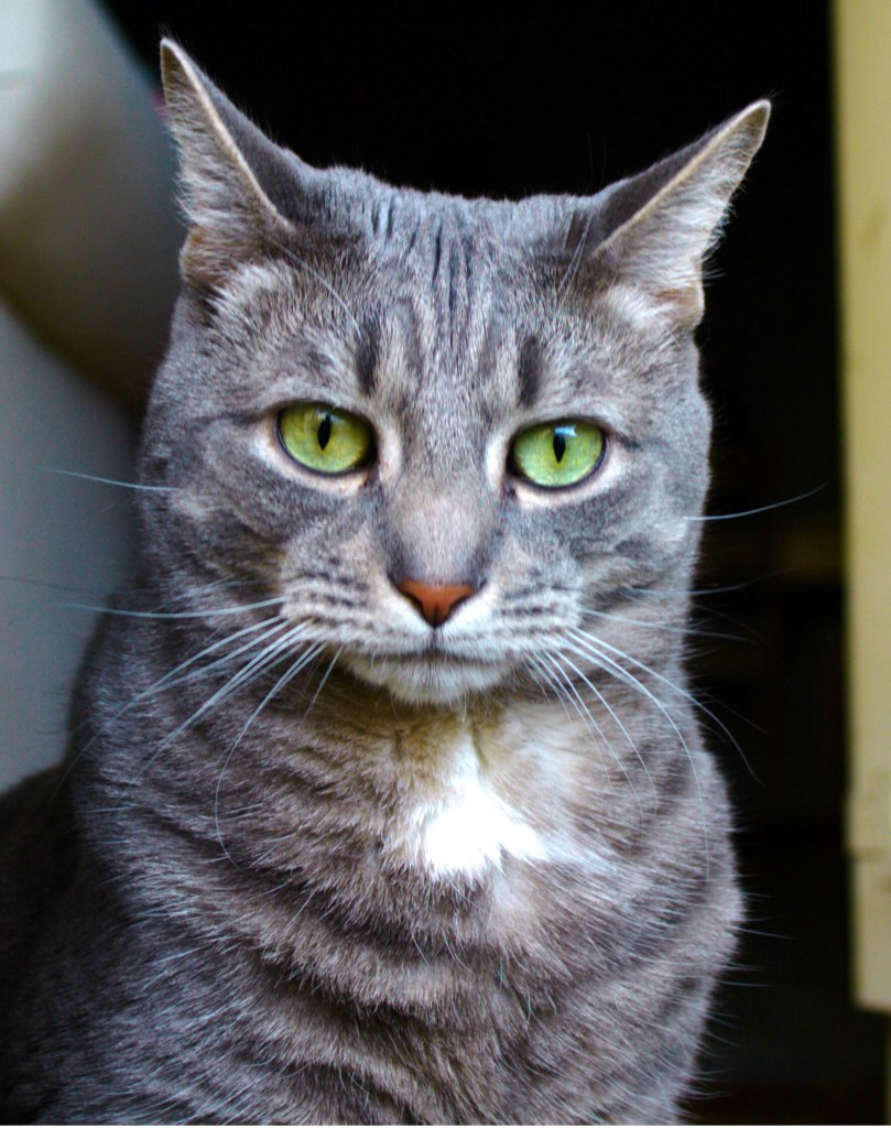 These Are The Top Male Cat Names For 2020 – Pain In The Bud