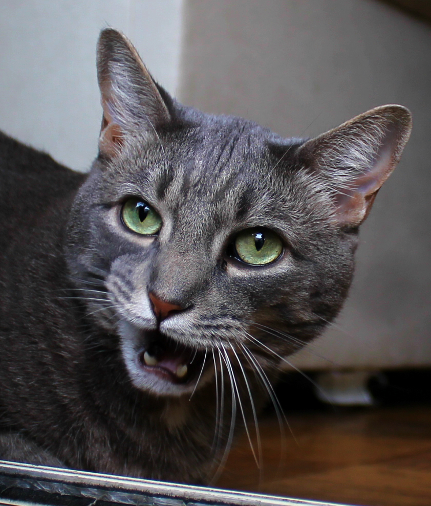 The Brat Cat – Pain In The Bud