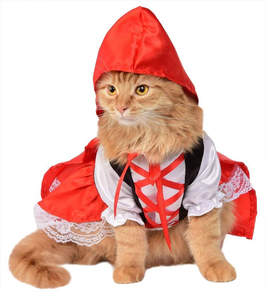 The “Best” Halloween Costumes For Cats – Pain In The Bud