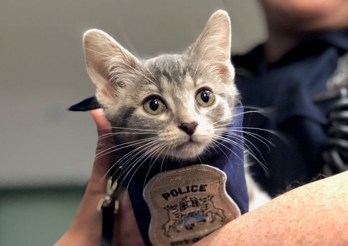 Meet Feline Police Pawfficer Donut, A Cat Who Raises Cash for Charity ...