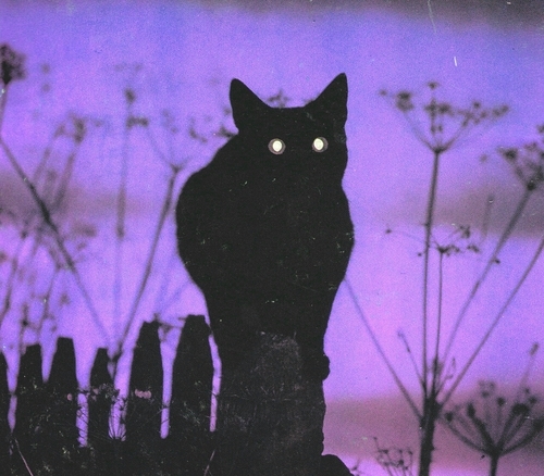 A Year After Cat’s Death, Pet Cam Footage Shows Its ‘Ghost’ – Pain In ...