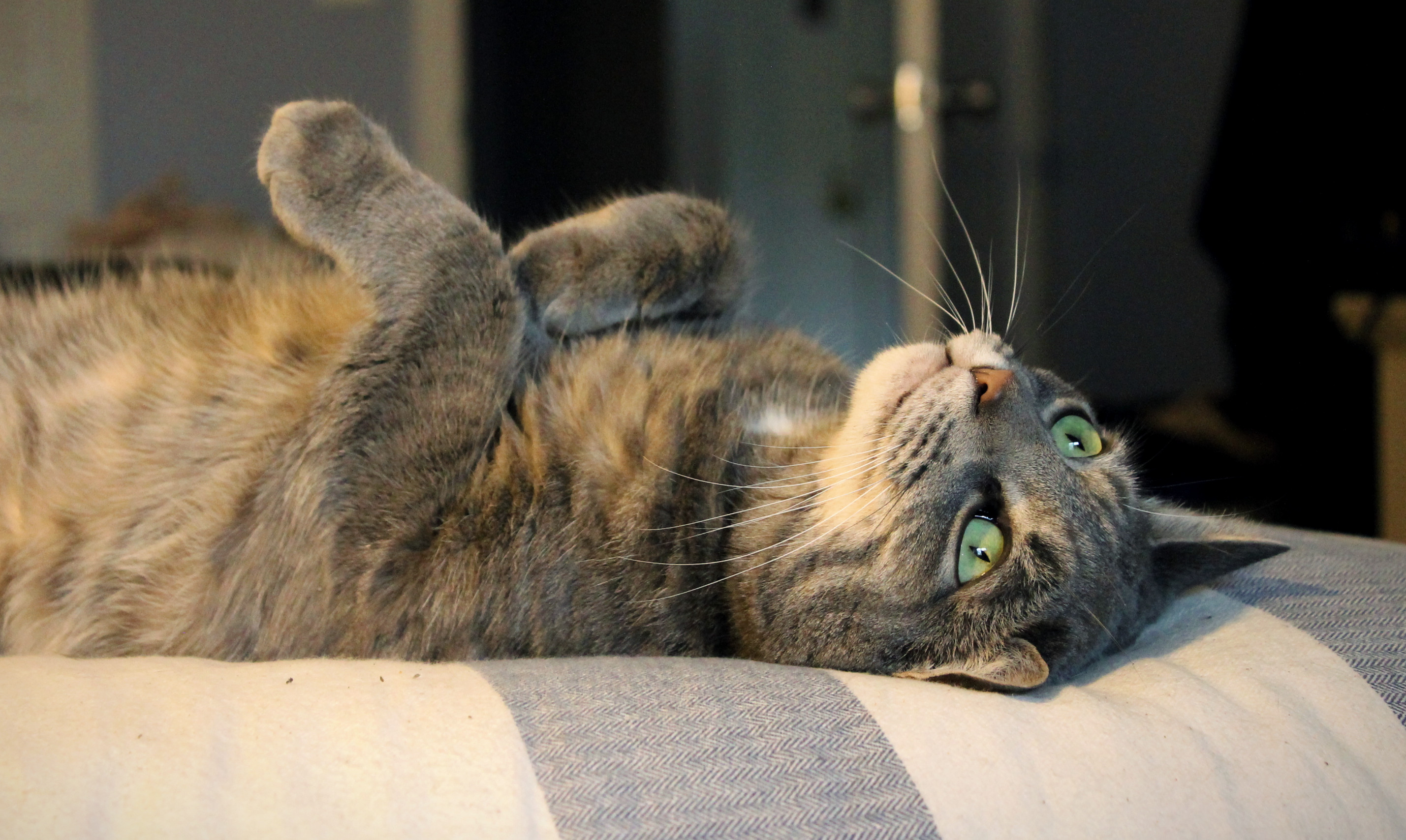 Buddy The Cat Offers The World Cuddles: ‘In These Times Of Strife ...