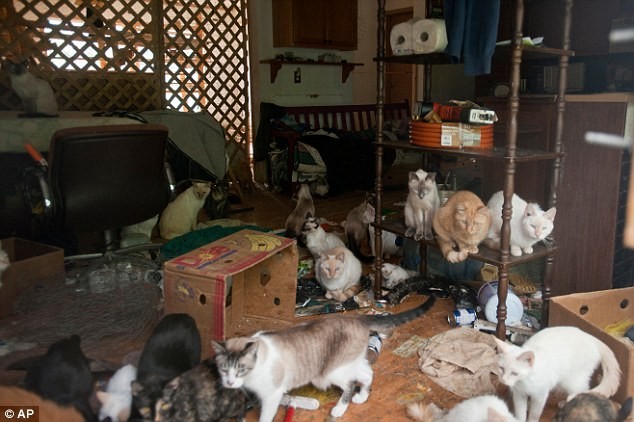Cats Suffer From Human Mental Illness Too – Pain In The Bud