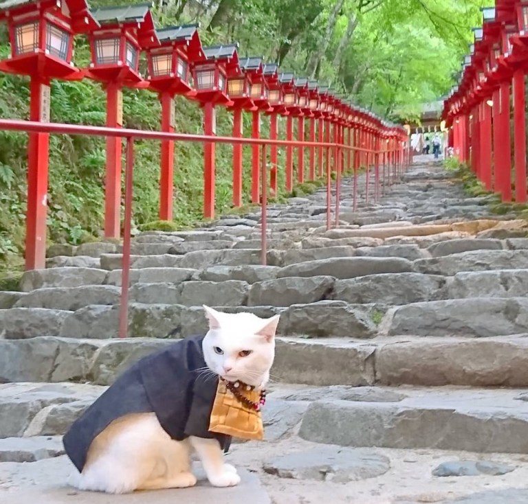 Cats Are The Monks At This Japanese Temple – Pain In The Bud
