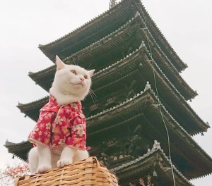 Cats Are The Monks At This Japanese Temple – Pain In The Bud