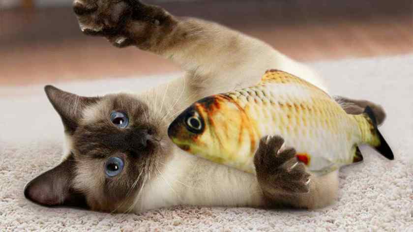 Cat Toy Review: Floppy Fish – Pain In The Bud