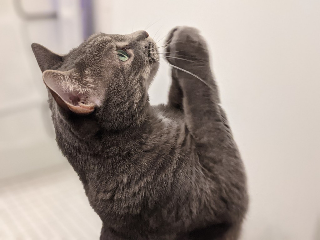 Why Do Some Cats Do The ‘Begging Paws’/’Praying’ Motion? – Pain In The Bud