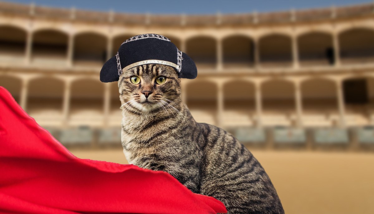 Buddy the Cat Admits He’s Not Spanish – Pain In The Bud