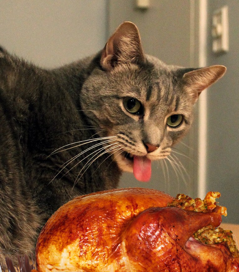 OK Seriously, What’s With All The Turkey? – Pain In The Bud