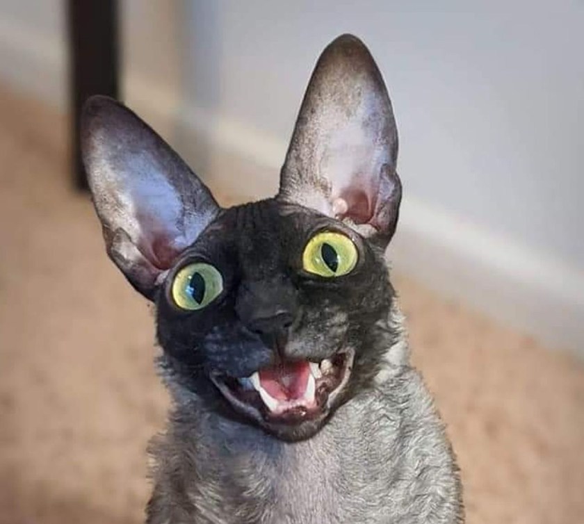 “This Is The Creepiest Cat I’ve Ever Seen!” – Pain In The Bud