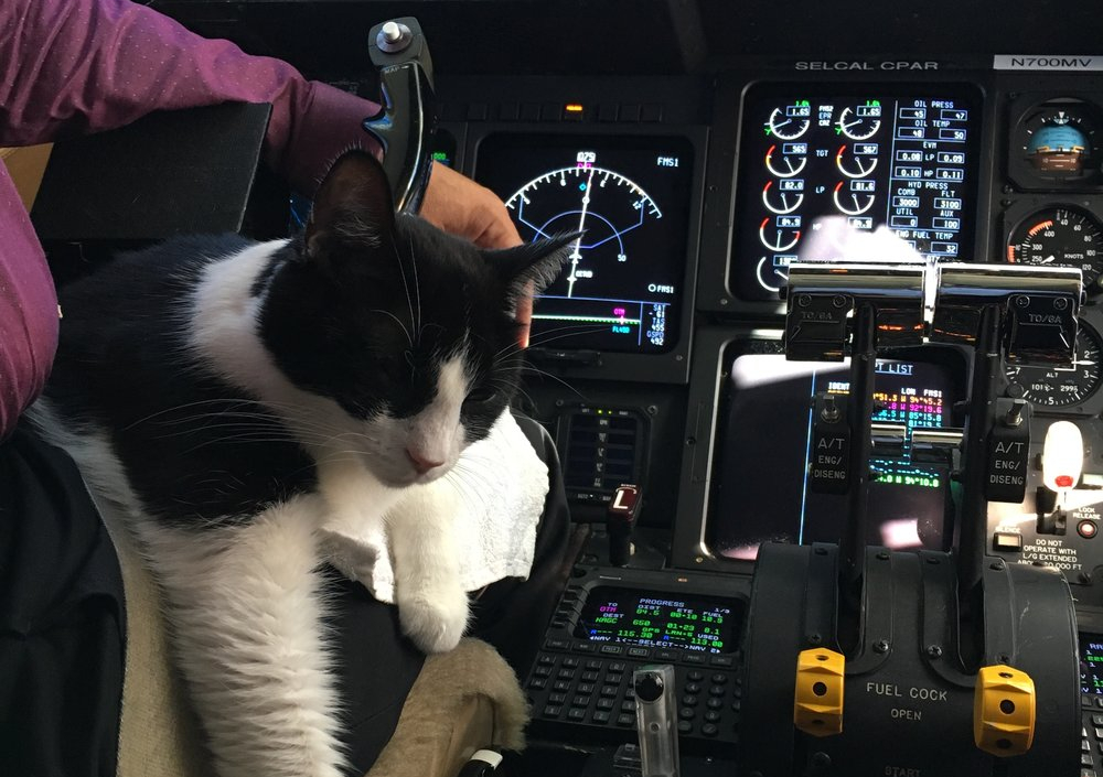 Cat Attacks Pilot, Forces Emergency Landing – Pain In The Bud
