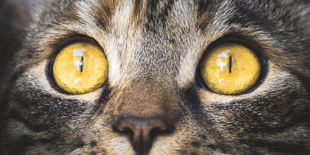 Real Cats vs AI-Generated Cats II: Which Kitties Were Real? – Pain In ...