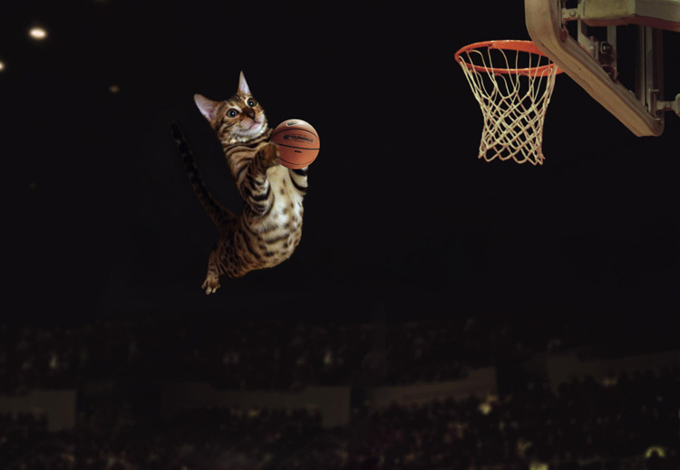 Buddy The Cat Wins Dunk Contest, Earns Coveted Catnip Cup – Pain In The Bud
