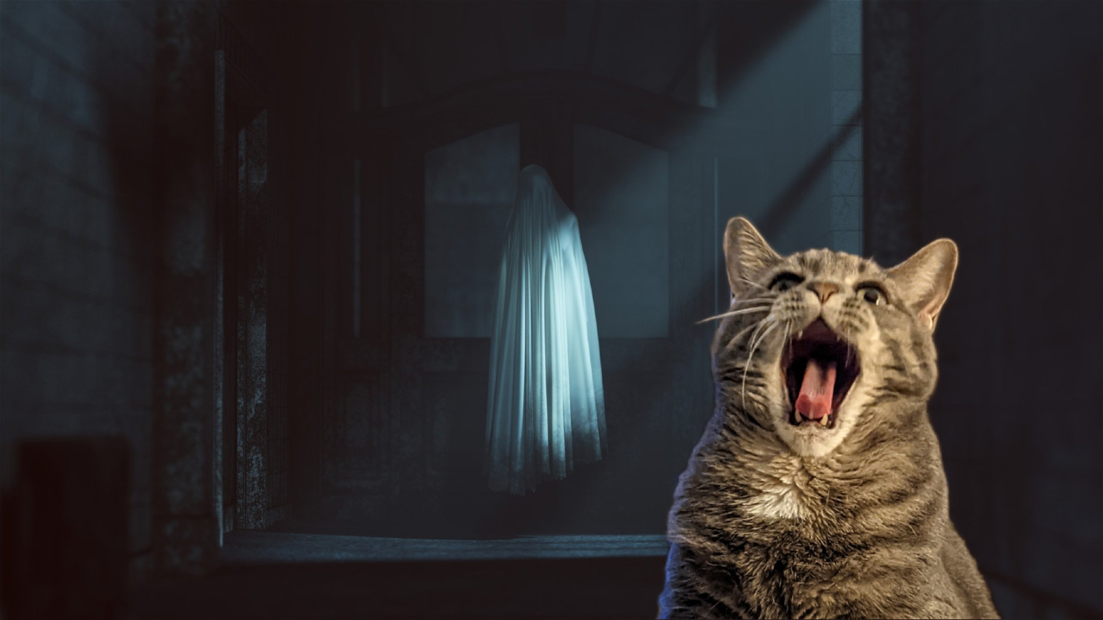 Dear Buddy: Can Cats Sense Ghosts? – Pain In The Bud
