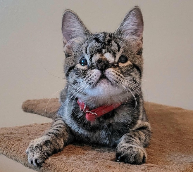 Shelter Has Received ‘Zero Applications’ For Kaya The Kitten, Who Needs ...