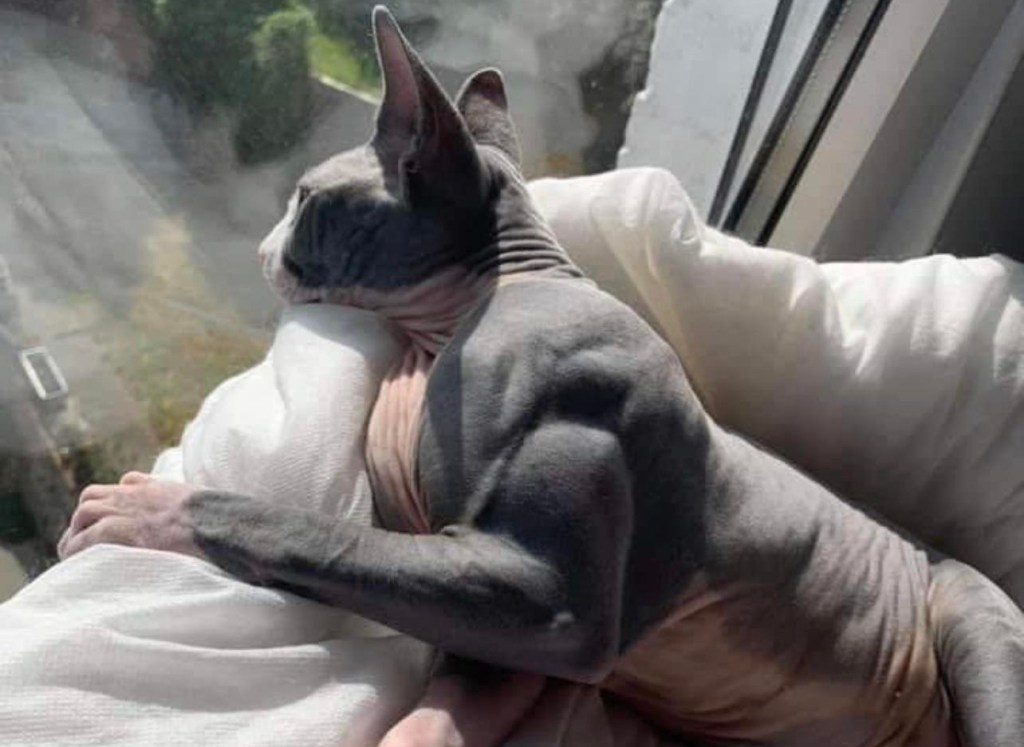 ‘Super Ripped Cat With Bulging Muscles’ Goes Viral – Pain In The Bud