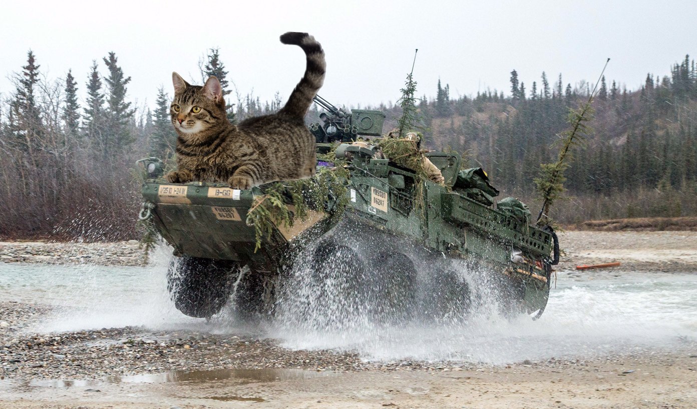 People On Social Media Think A Cat Is Helping Ukrainian Soldiers Dodge ...