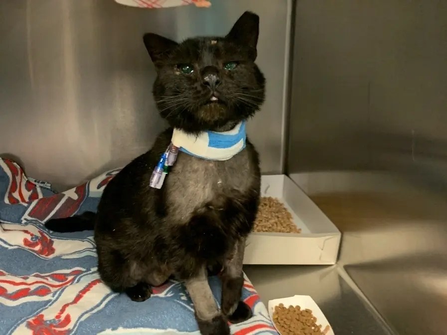 Sunday Cats: Buddy The Philly Cat Makes A Friend, His Attackers Get A ...