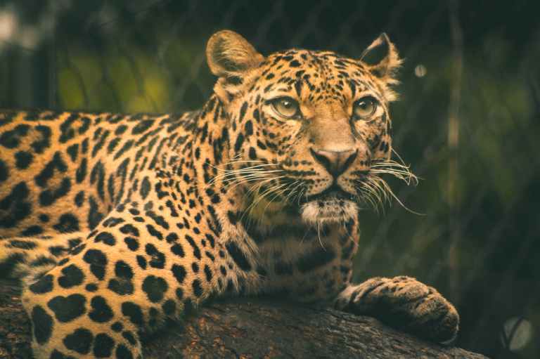 selective focus photography of leopard – Pain In The Bud
