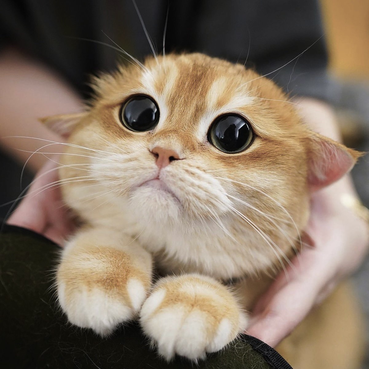 cutekitty – Pain In The Bud