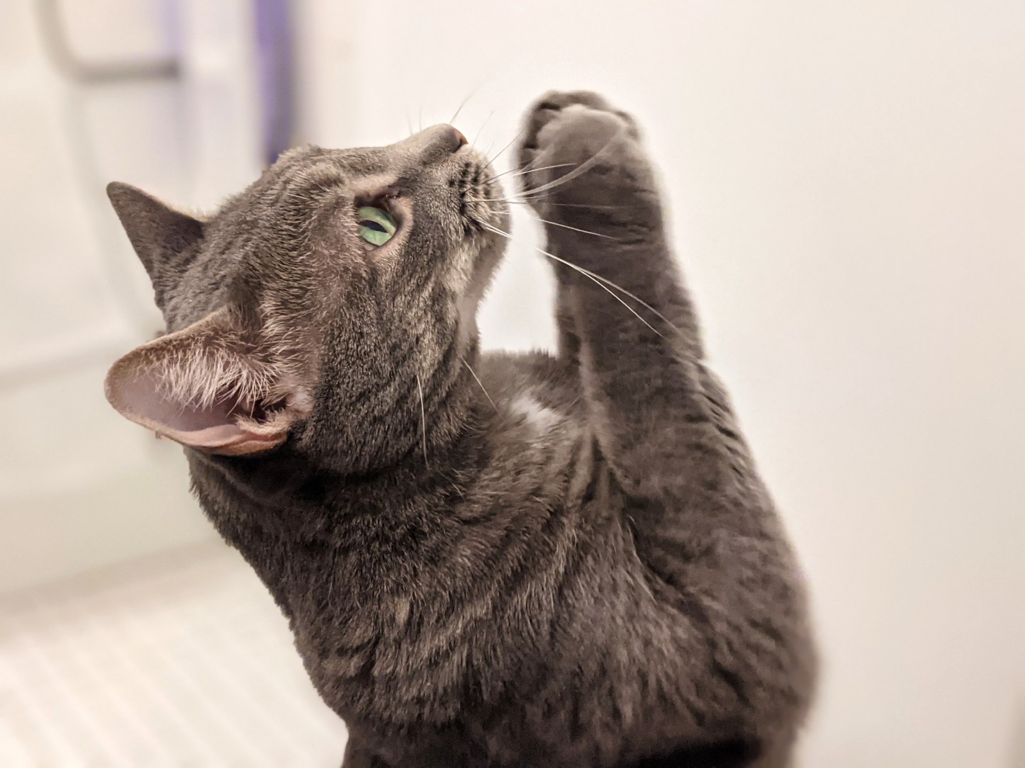 Why Do Some Cats Do The ‘Begging Paws’/’Praying’ Motion? – Pain In The Bud