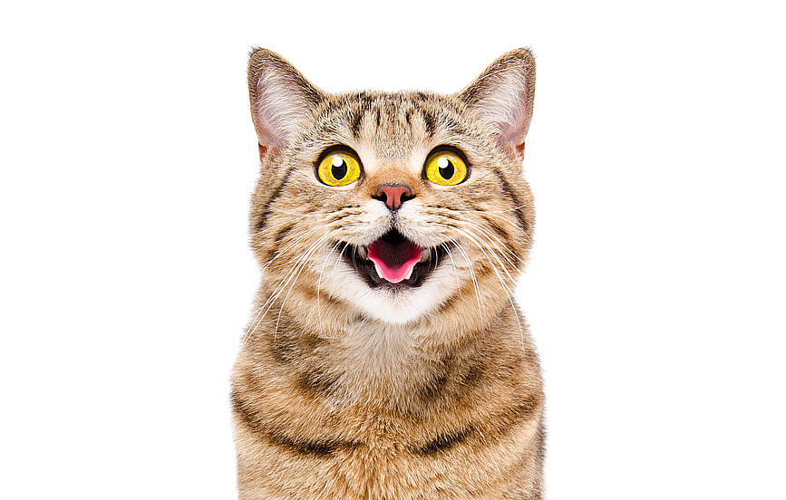 Is Your Cat In Pain? The Feline Grimace Scale Can Tell You – Pain In ...