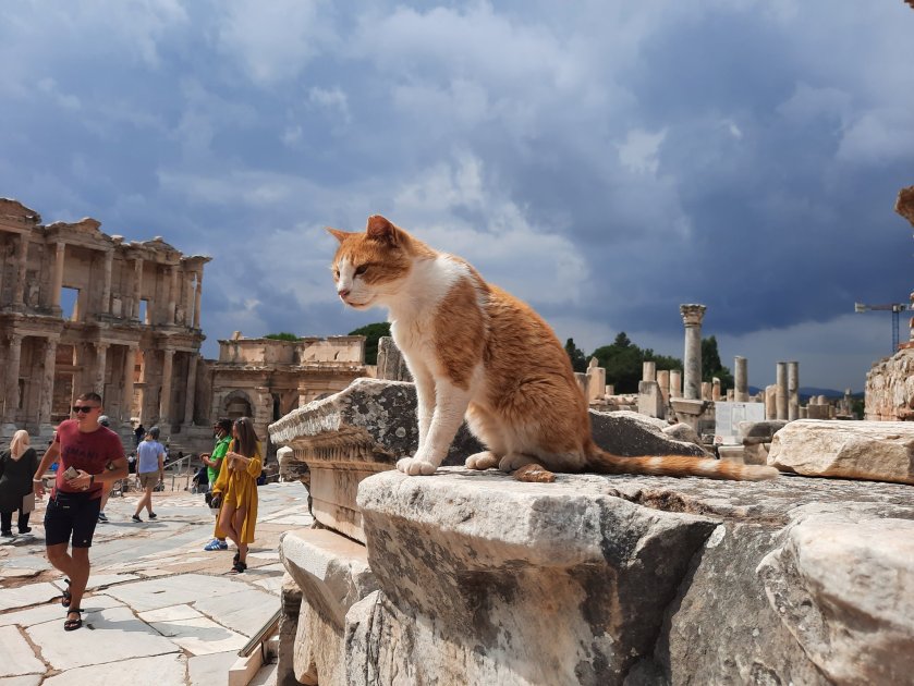 A Tabby Cat Tours Pompeii’s Newly Restored Roman Mansion – Pain In The Bud