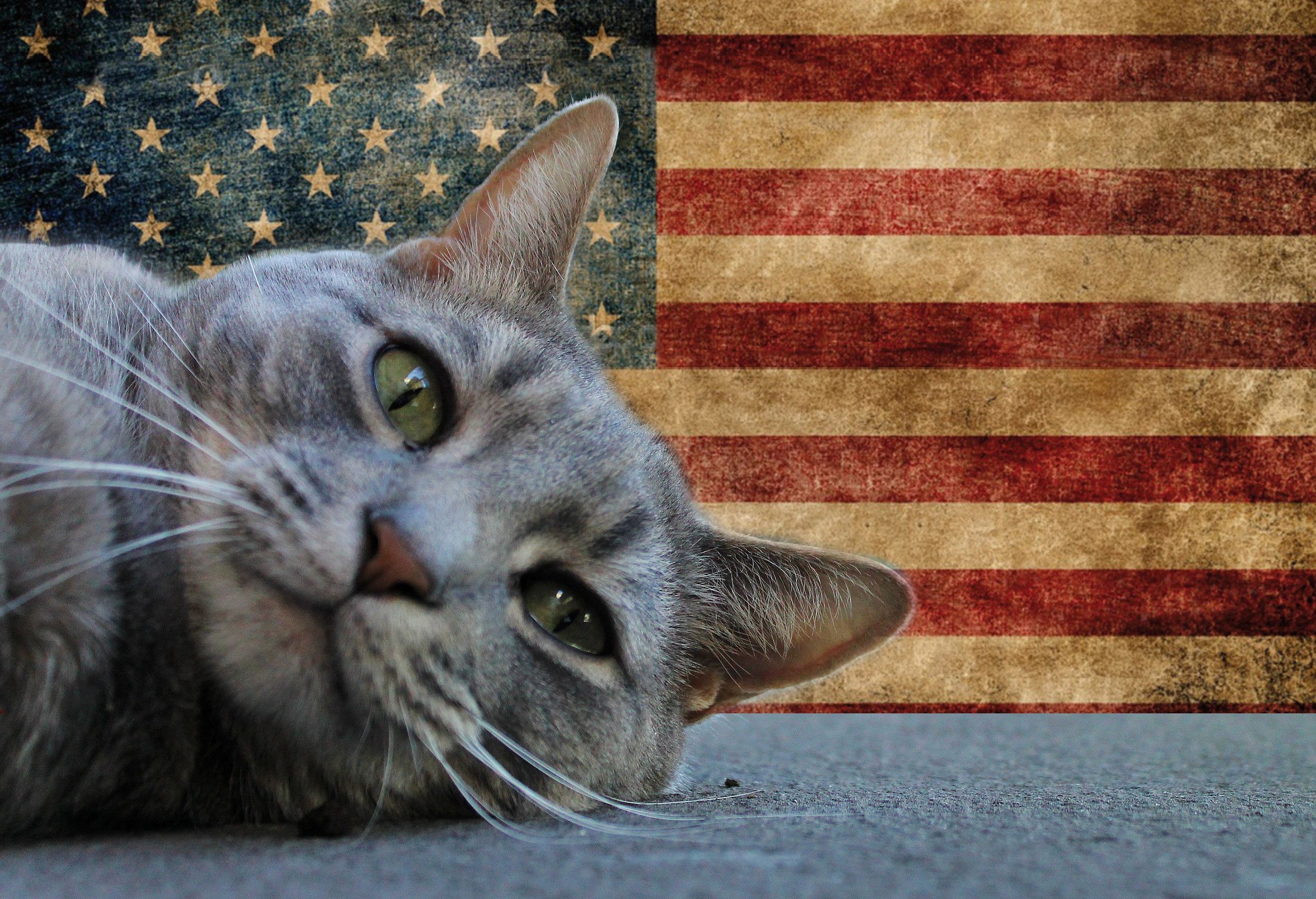 Buddy The Cat Elected Speaker Of The House In Surprise Vote – Pain In ...