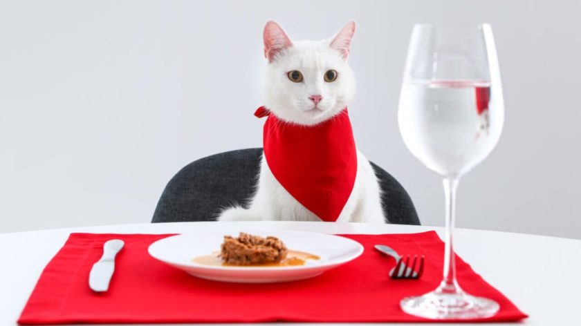 Cat On The Street: What’s Your Favorite Meal? – Pain In The Bud
