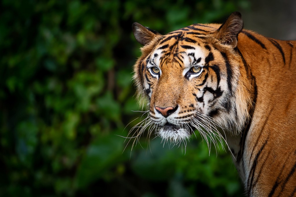 ‘Demon of Champawat’: The Man-Eating Tiger Who Killed 436 People And ...