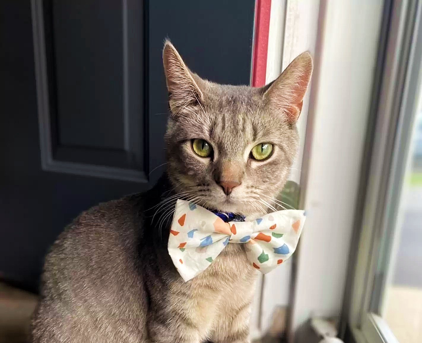 Cat Home Alone Realizes His Humans Are Watching Him On Camera, And He’s ...