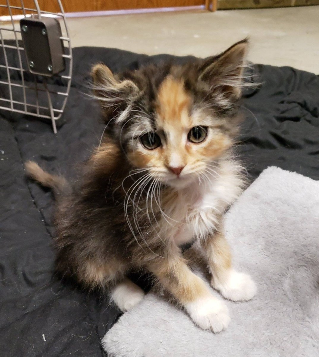 White Sox Photog Saves Scruffy Stadium Stray, PLUS: Super Rare Male ...