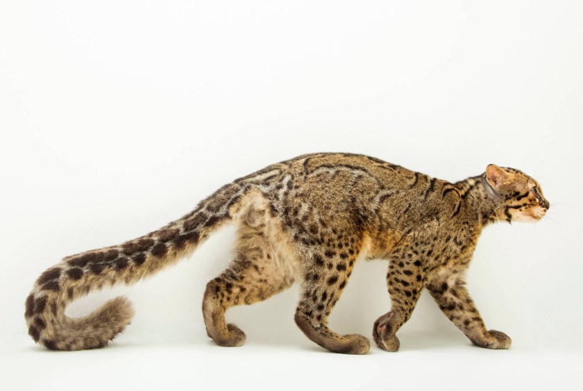 Amazing Cats: The Mysterious Marbled Cat – Pain In The Bud