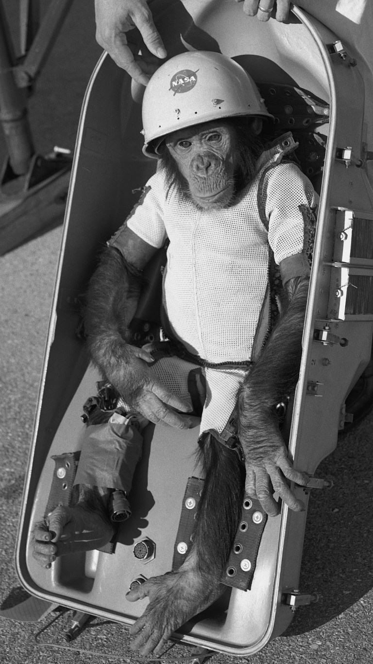 Laika And Felicette: The First Dog And Cat In Space Were Sacrificed For ...