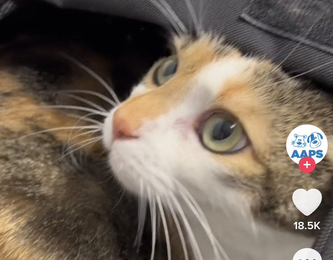 Family Returns Cat After A Day To ‘Swap Her For A Kitten’ – Pain In The Bud