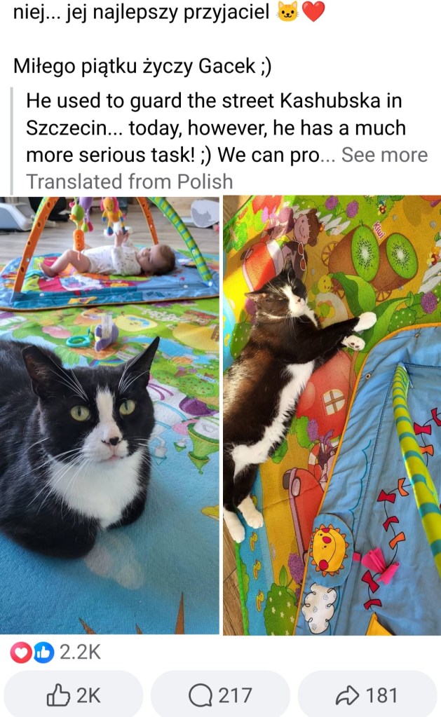 Poland’s Most Famous Cat Is Off The Streets And Off The Snacks – Pain ...
