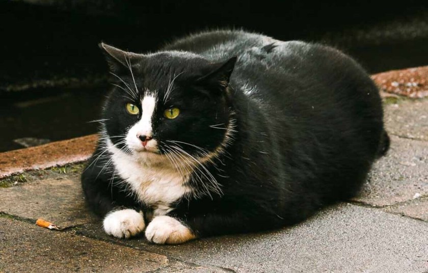Poland’s Most Famous Cat Is Off The Streets And Off The Snacks – Pain ...