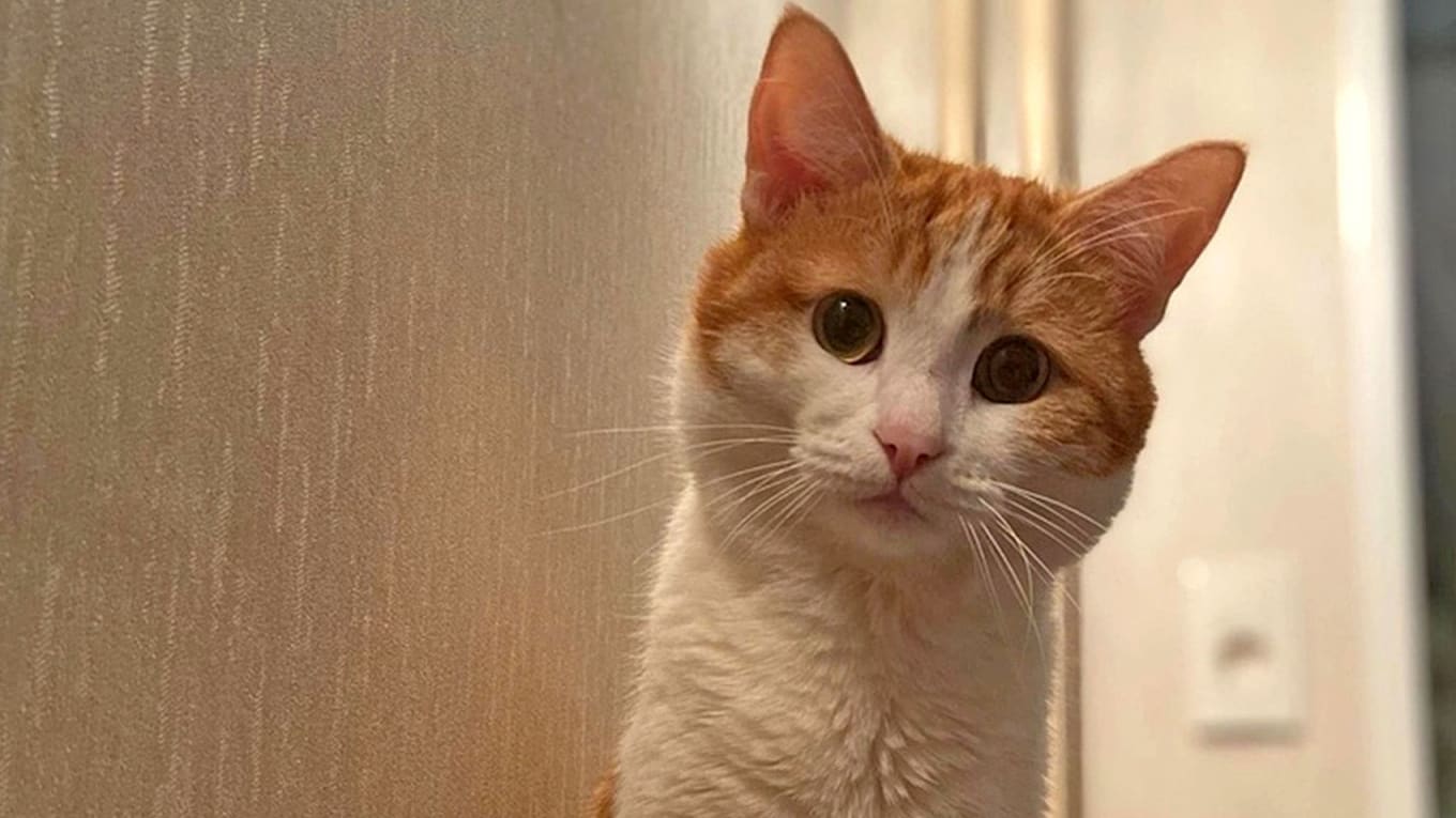 You’re Allowed To Be Angry About A Dead Cat In Russia – Pain In The Bud