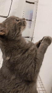 Why Do Some Cats Do The ‘Begging Paws’/’Praying’ Motion? – Pain In The Bud