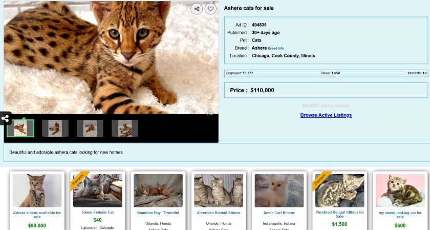 The Ashera Cat Scam: How One Man Invented A ‘Luxurious’ Breed And ...