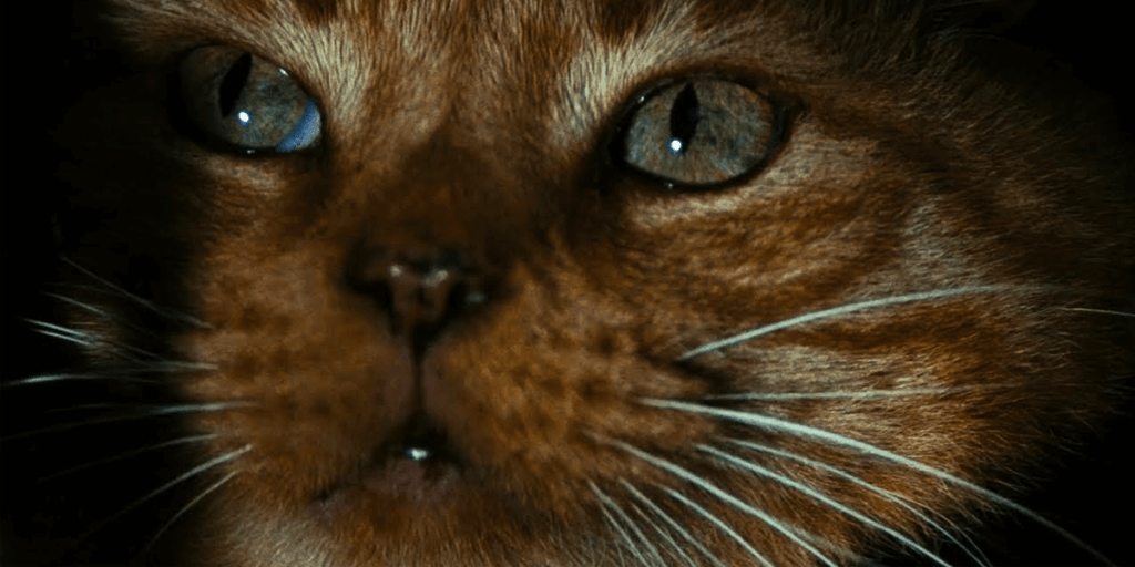 The Greatest Feline In Science Fiction Film History Is About To Turn 45 ...
