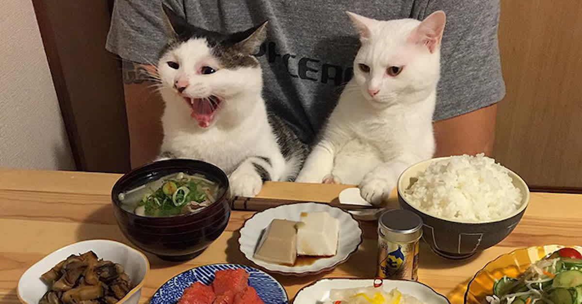 NY Cat Eats At The Table With His Humans, Plus: More Kittens And ...