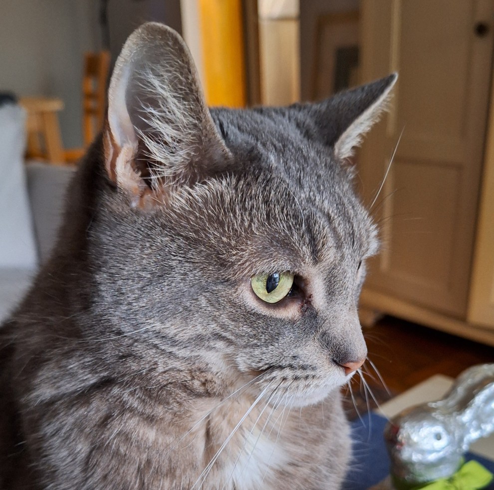 Matt Damon’s Cat Is One Tough Little Dude – Pain In The Bud