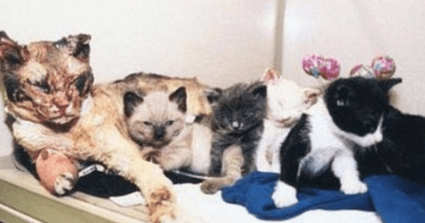 Scarlett The Cat Walked Through Flames Five Times To Save Her Kittens ...