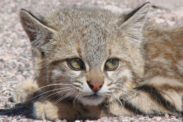 Amazing Cats: The Adorable Colocolo, Feline Of The Pampas – Pain In The Bud