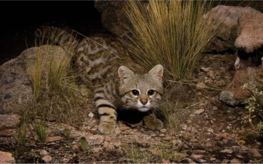 Amazing Cats: The Adorable Colocolo, Feline Of The Pampas – Pain In The Bud