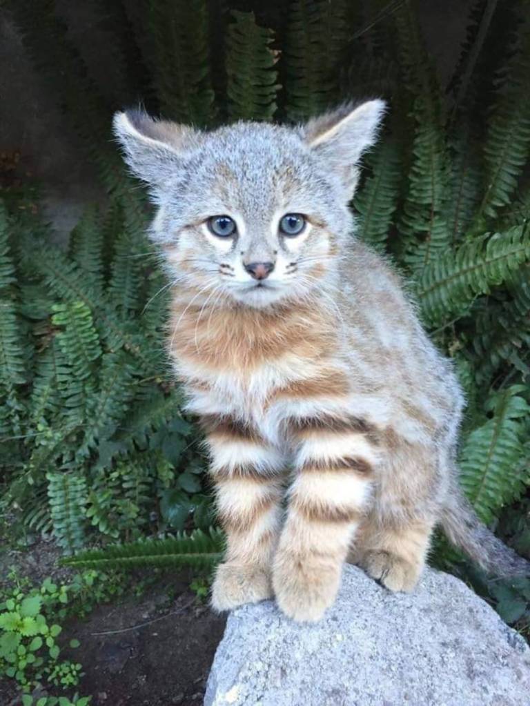 Amazing Cats: The Adorable Colocolo, Feline Of The Pampas – Pain In The Bud