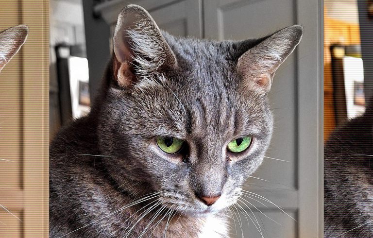 Buddy Wins Oscar For Star Turn As Starving Cat – Pain In The Bud